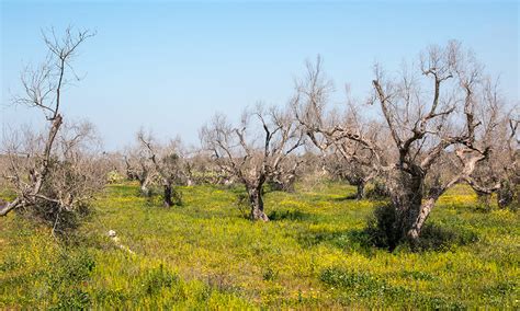 Efsa Host Plant List Update Xylella Spp