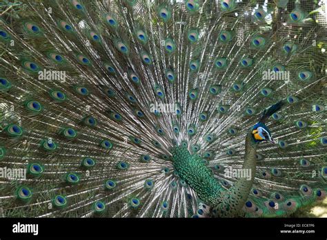Java Green Peafowl Pavo Muticus Bali Bird Park Indonesia Stock