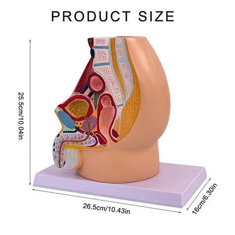 Male Pelvic Cavity Anatomy Model Anatomical Male Reproductive System