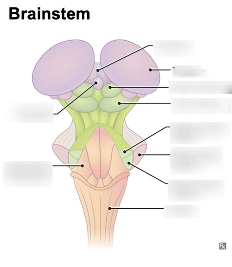 Brainstem Diagram Quizlet