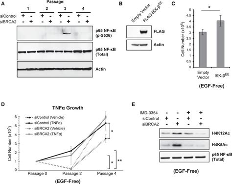 Nf κb Activation Promotes Egf Free Growth And Chromatin Remodeling A