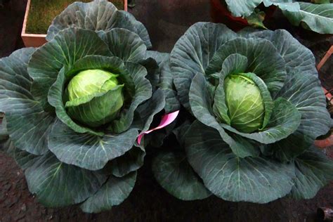 무료 이미지 꽃들 잎 채소 십자화과 야채 봄철 채소 콜라드 그린 브라 시카 꽃 피는 식물 식품 현지 음식 생기게 하다 사보이 양배추 Wild