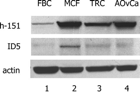 Figure 1 From Reproductive Biology And Endocrinology Open Access Temporal And Spatial Expression