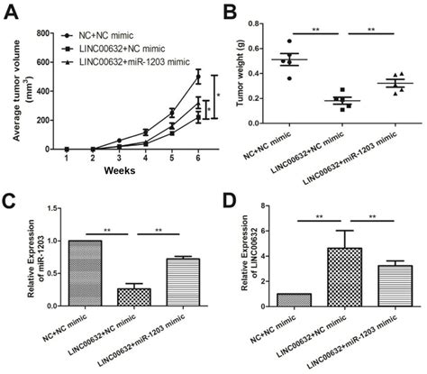 Knockdown Of Linc00632 Inhibited Nsclc Progression In Vivo A Average