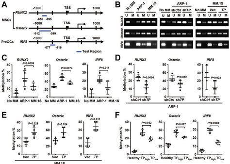 tp inhibits the expression of runx2 osterix and irf8 through