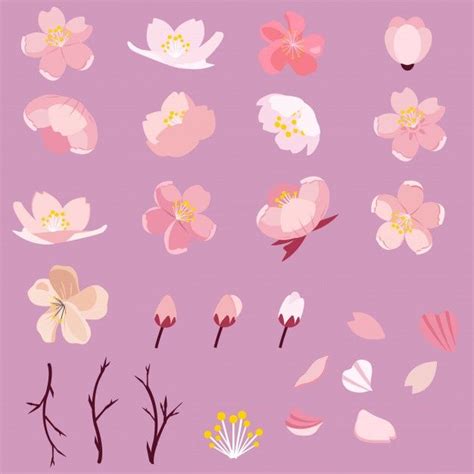 사쿠라 벚꽃 팩 세트 프리미엄 벡터 Cherry Blossom Drawing Cherry Blossom Art