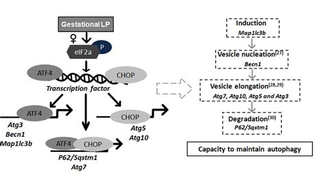 A Schematic Model Of Autophagy Related Gene Transcriptional Programming Download Scientific