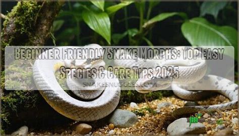 Beginner Friendly Snake Morphs Top Easy Species And Care Tips 2025