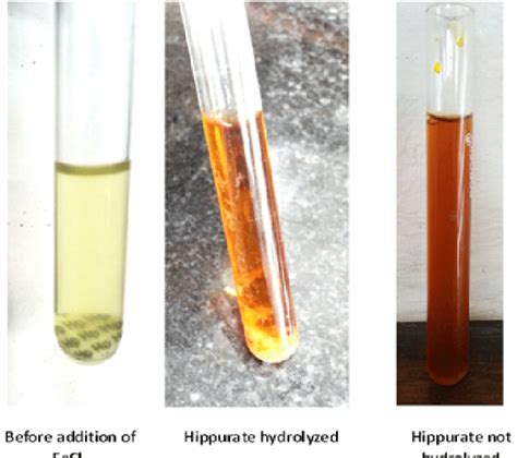 The Hippurate Hydrolysis Test Download Scientific Diagram