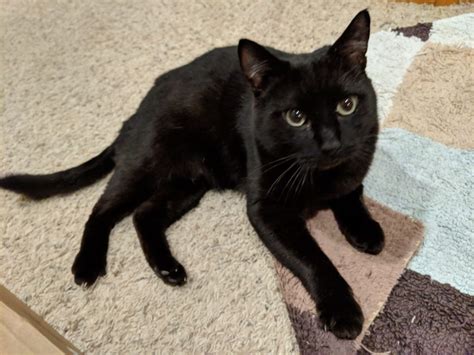 Warm Fuzzy Tale Felix • Seattle Area Feline Rescue