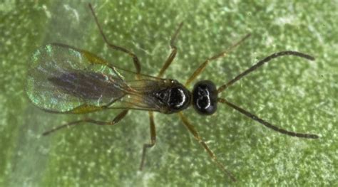 Aphidius Colemani Systematics Habitat Life Cycle Struggle