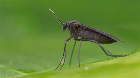 Fungus Gnats Control Guide Pomais Agriculture