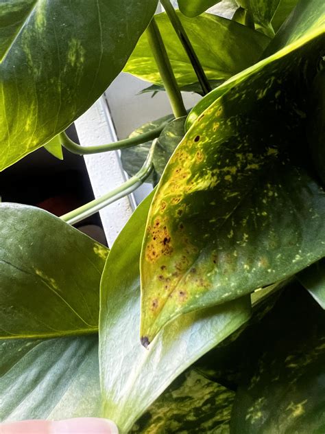 Pothos Spots R Plantclinic