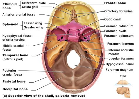 Cranial Fossa And Foramina Flashcards Chegg Skull Anatomy