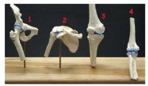 A P Lab Practical III Flashcards Quizlet A P Lab Practical III Flashcards Quizlet
