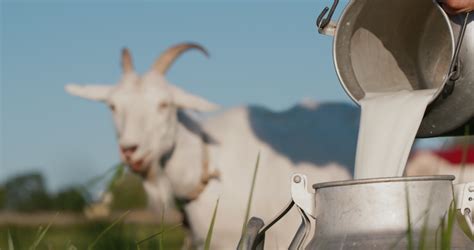 Farmer Pours Goats Milk Into Stock Footage Video 100 Royalty Free