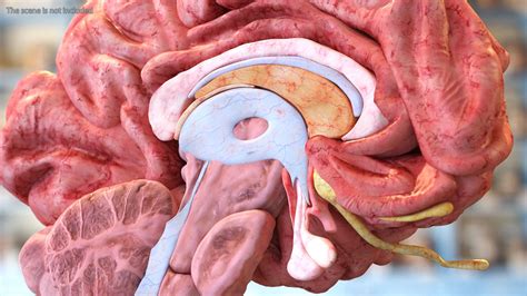 Sección Transversal Del Cerebro Modelo 3d 99 3ds Blend C4d Fbx