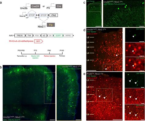 Figures And Data In Specific And Comprehensive Genetic Targeting Reveals Brain Wide Distribution