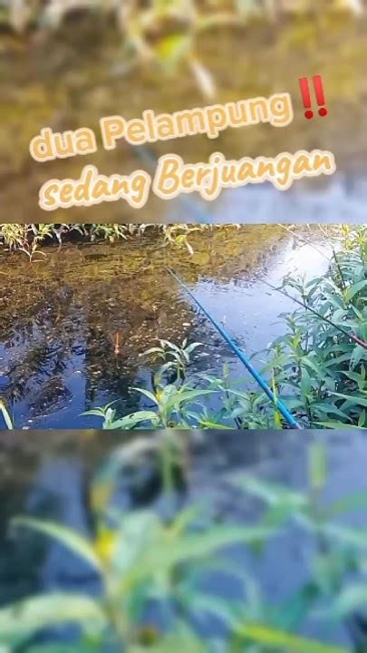 Mancing Fishing 🅿️elampung Fokus‼️ Mancingdisungai Viral