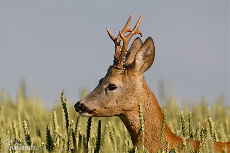 Roe Deer Photos Roe Deer Images Nature Wildlife Pictures NaturePhoto