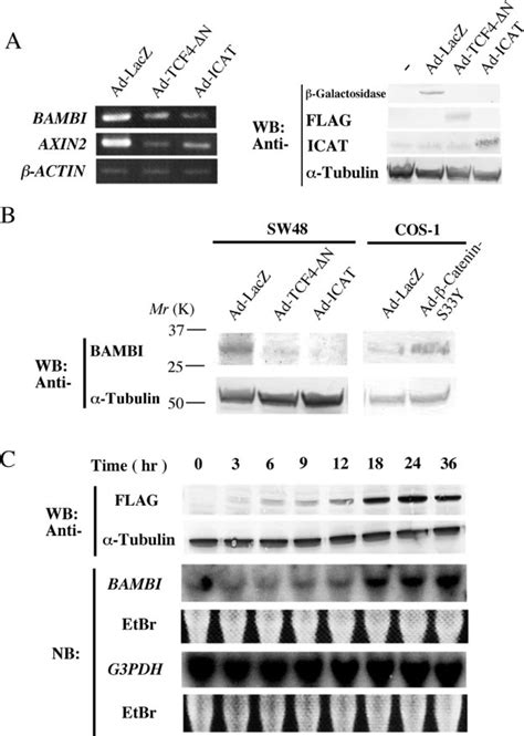 Expression Of Bambi Is Regulated By Catenin Tcf Mediated Download
