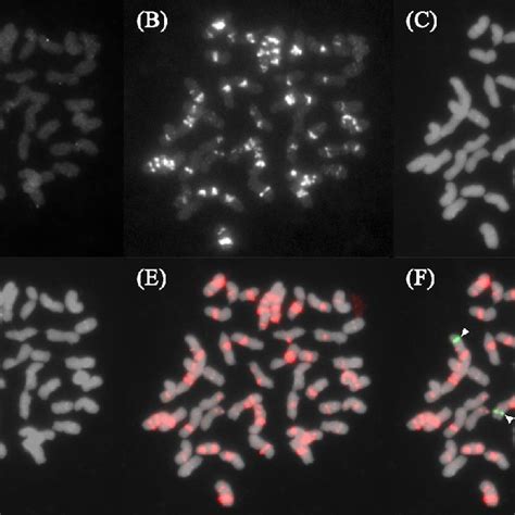 Pdf Characterization Of Chromosome Specific Microsatellite Repeats And Telomere Repeats Based