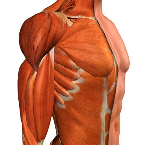 Serratus Anterior Muscle Cadaver