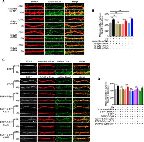 E Syt1 Is Required For Activity Dependent Surface Expression Of Ampars