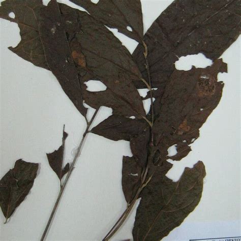 Styrax Glabratus Plant Care And How To Grow Water