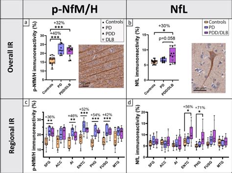 Cortical Neurofilament Immunoreactivity Ir And Distribution Across
