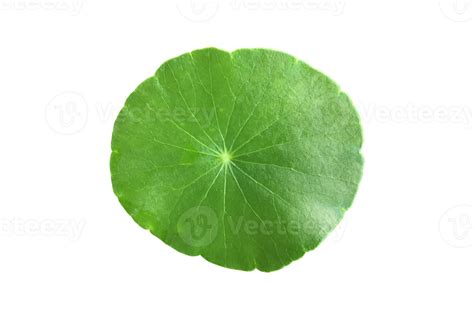 Isolated Gotu Kola Asiatic Pennywort Centella Asiatica Ayurveda Leaf