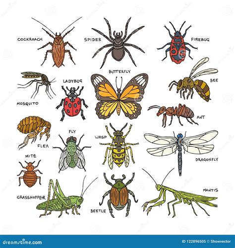 Insect Vector Beetle Bug Or Ant And Flying Bee Or Butterfly And Dragonfly Or Ladybug In Nature