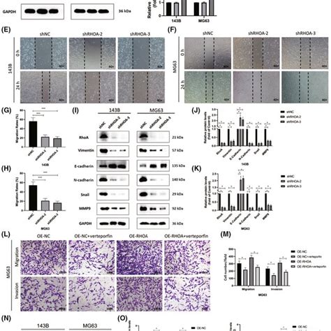Rhoa Induces Osteosarcoma Cell Invasion And Migration Through The