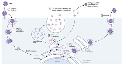 Tetraspanins Host Factors In Viral Infections