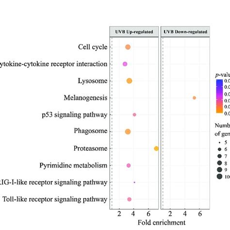 Dot Plot Showing The Enriched Kegg Pathways P