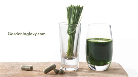 How To Grow Wheatgrass Without Soil 13 Useful Tips