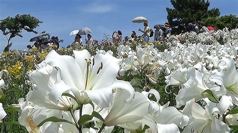 色とりどりのユリの花咲く 大阪舞洲ゆり園 Youtube
