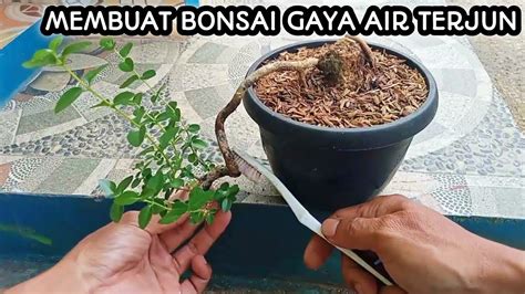 Membuat Bonsai Sancang Mini Dari Akar YouTube