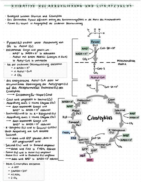 Zellatmung Biologie Studium Lernen Tipps Schule Tipps Zum Lernen