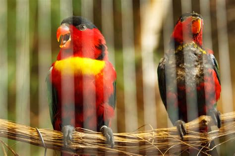 Free Images Cute Red Color Frog Yellow Sad Fun Captivity