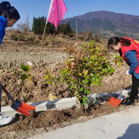 【俞村镇妇联】巾帼添新绿•共建美家园澎湃号·政务澎湃新闻 The Paper