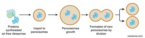 Peroxisome Free Radical Scavengers Definition Structure Function