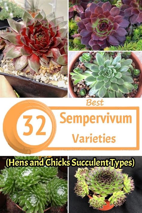 32 Best Types Of Sempervivums Varieties Hens And Chicks Succulent Types