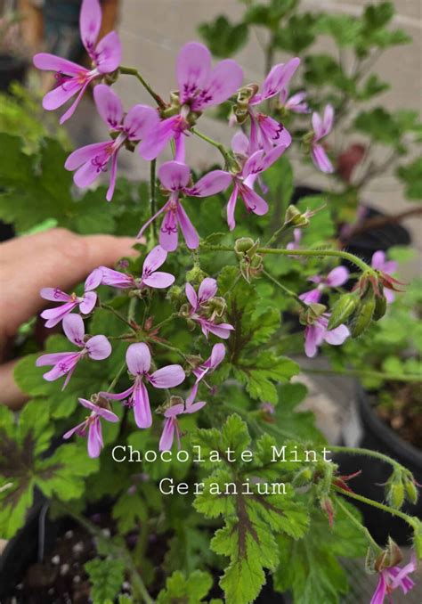 Scented Geranium Chocolate Mint Seeds Of Imbolc