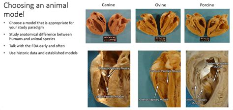 Preclinical Testing Medical Device Innovation Handbook