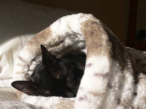 Molliandkimi Mi Saco