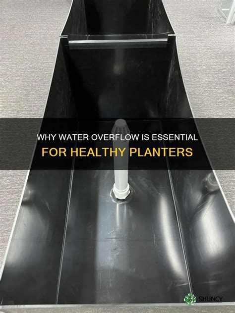 Why Water Overflow Is Essential For Healthy Planters Shuncy