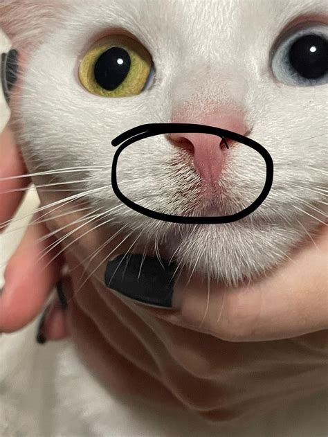 Noticed Some Darker Spot Under My Cats Nose Rcathelp