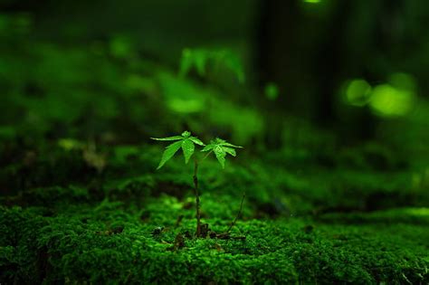 HD Wallpaper Green And Red Light Digital Wallpaper Bokeh Photograph