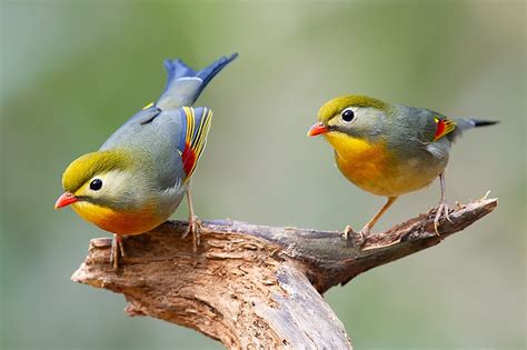 Chim Qu L M C I M C Ch Nu I N G Gi Bao Nhi U